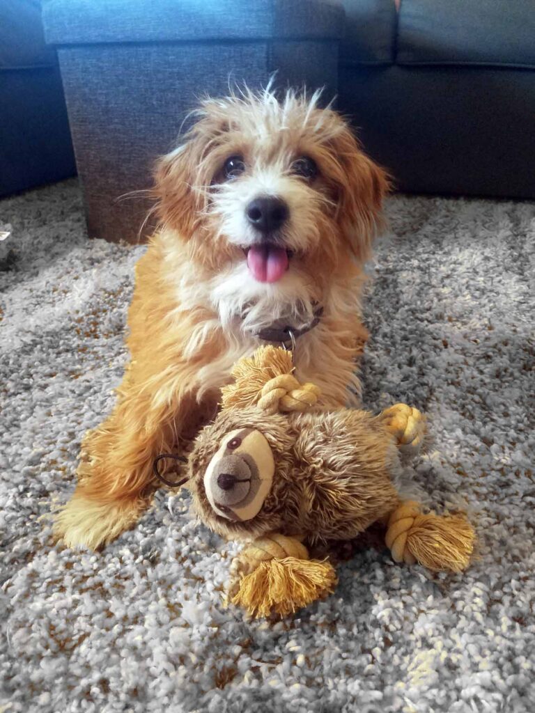 Roper Sloth – Steel Dog USA