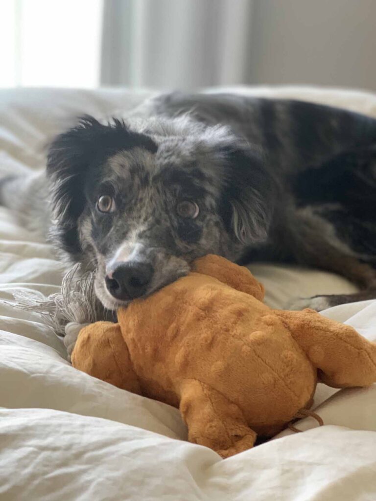 Turkey – Steel Dog USA