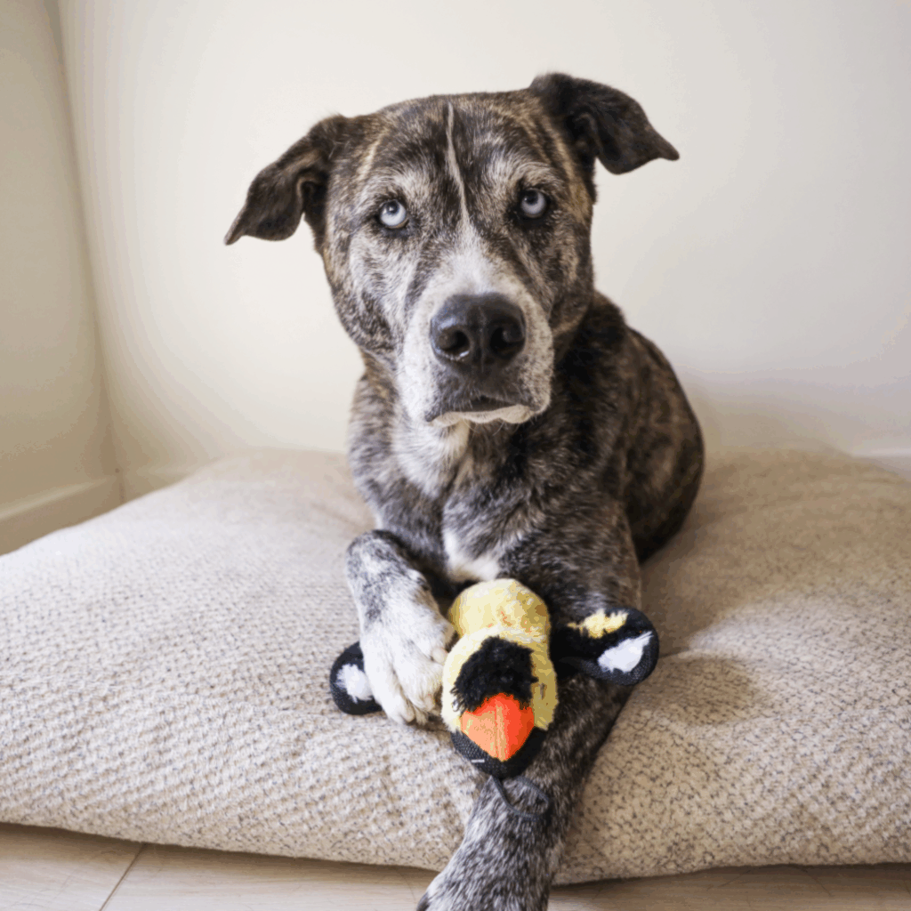 Yard Bird Yellow Finch dog toy — realistic plush with tennis ball and ...