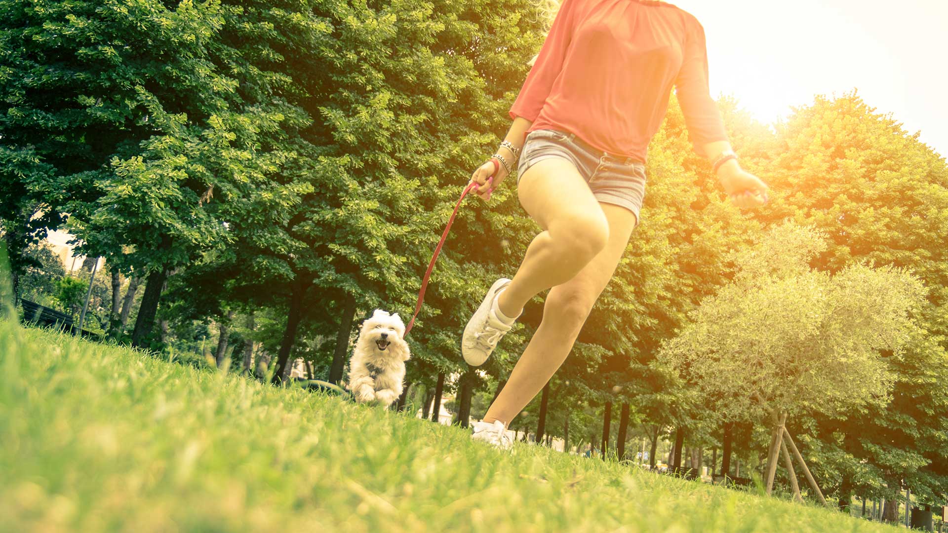 Durable Dog Toys & Cat Toys | SteelDog USA Pet Products