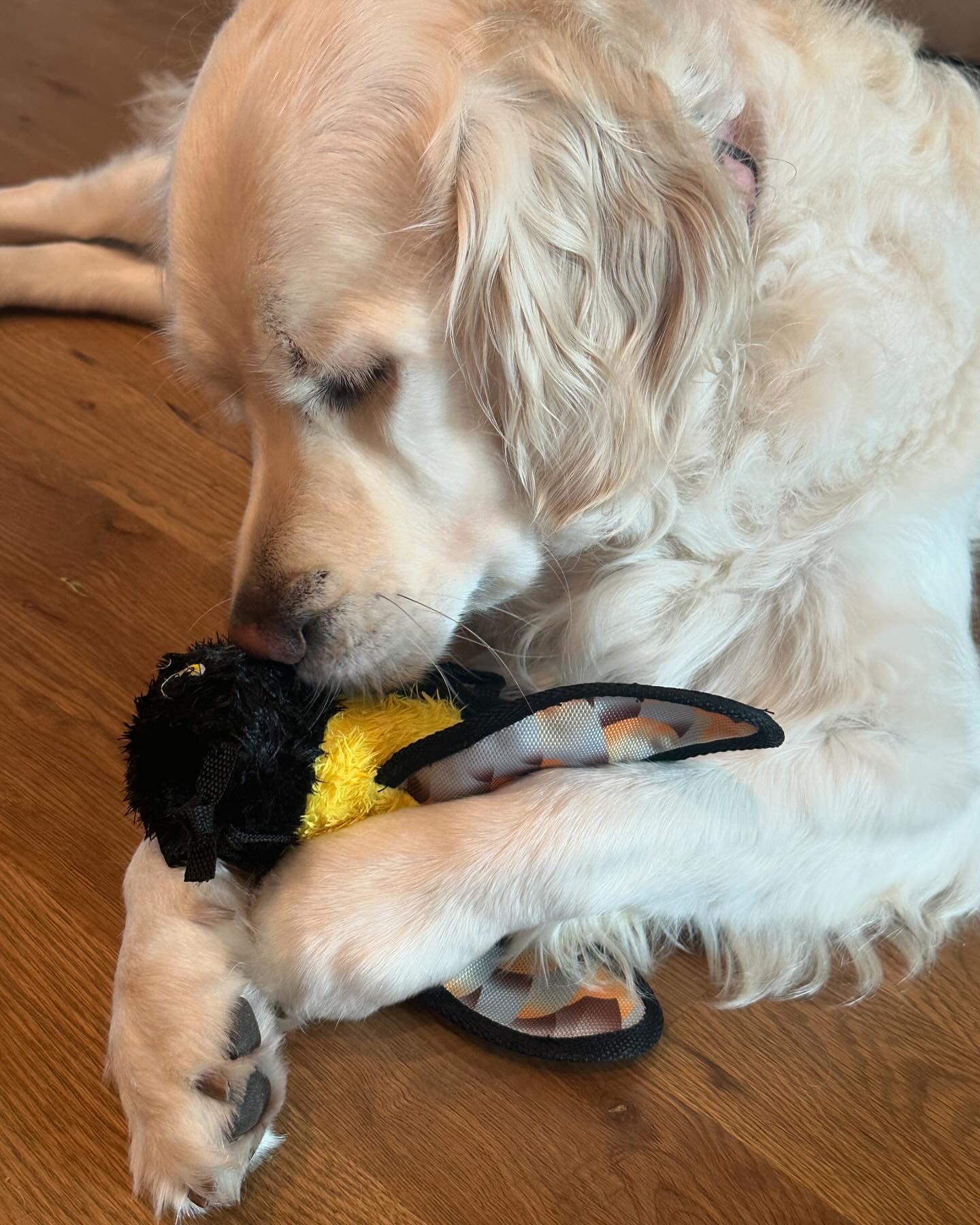 Meet SteelDog USA | Durable Chew Toys for Dogs & Cats