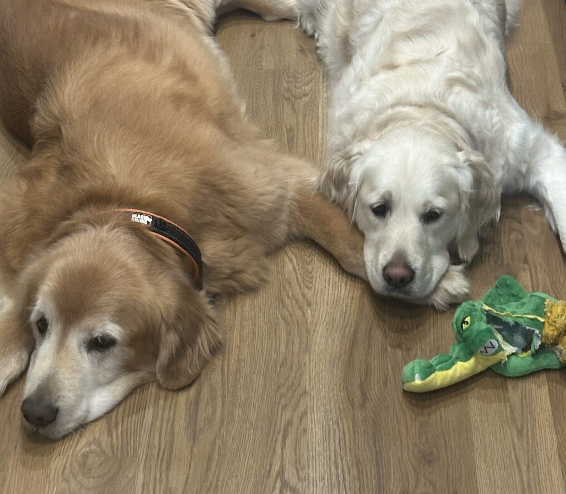 About | Tough Dog Toys | Cat Toys | Steel Dog USA | MN