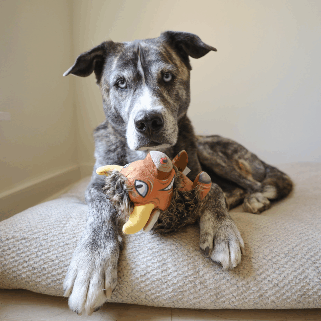 Ruffian Prairie Buffalo – Tough Plush with Rope Tail and Hidden Ball