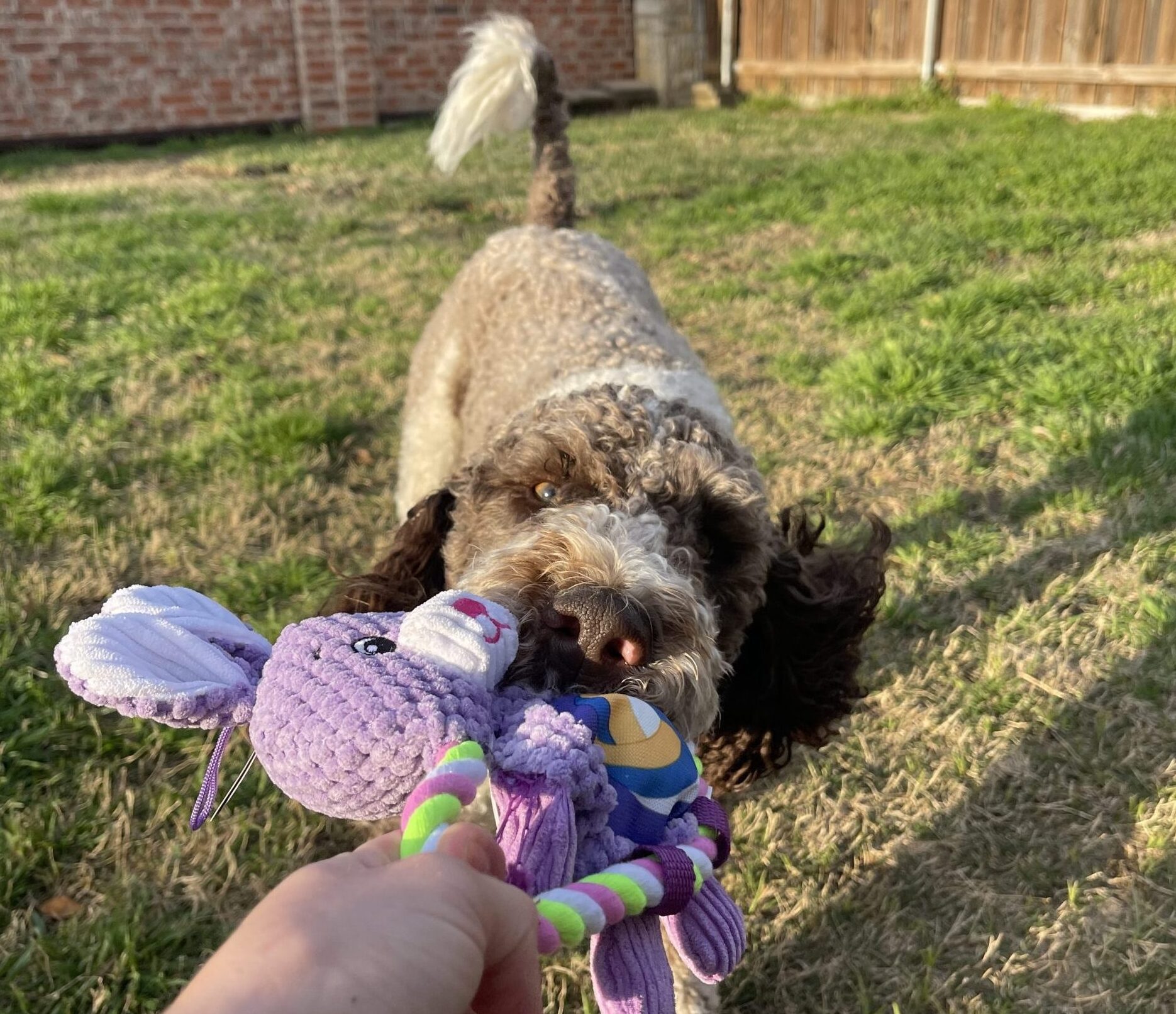 Meet SteelDog | Durable Chew Toys for Dogs & Cats